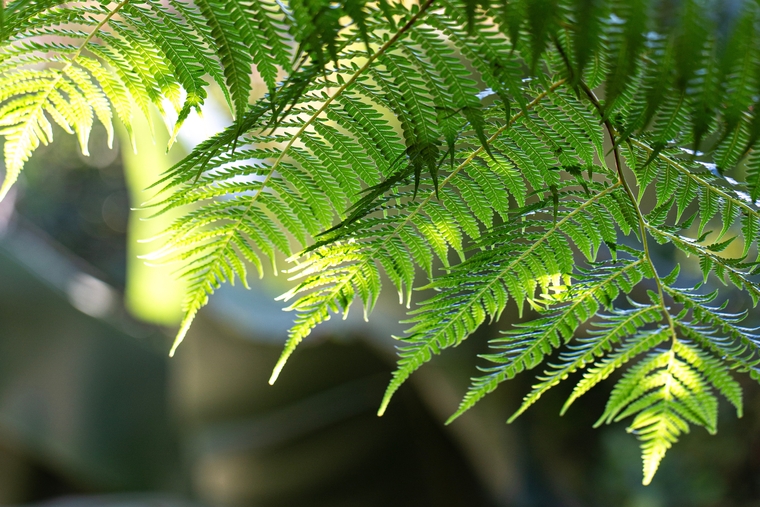 10 Fantastic Examples of Fractals in Nature