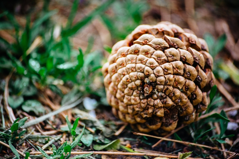 10 Fantastic Examples of Fractals in Nature