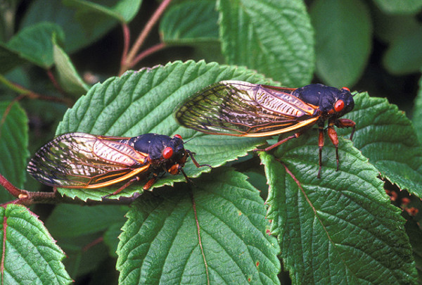 Math in Nature: A Prime Life Cycle for Periodical Cicadas!